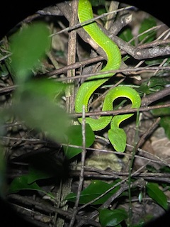 monteverde activities – pura vida